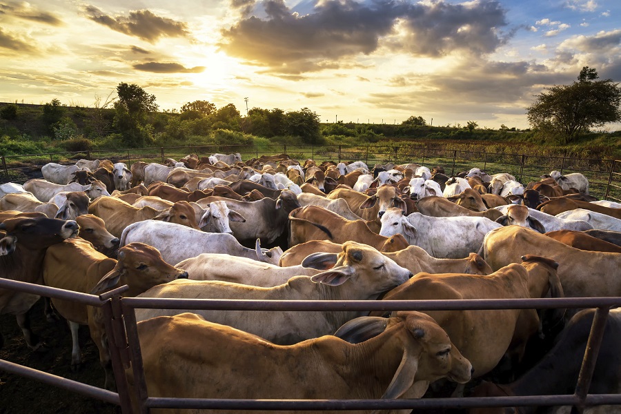Agropecuária gera mais de 9,8 mil empregos em 2015, aponta levantamento ...